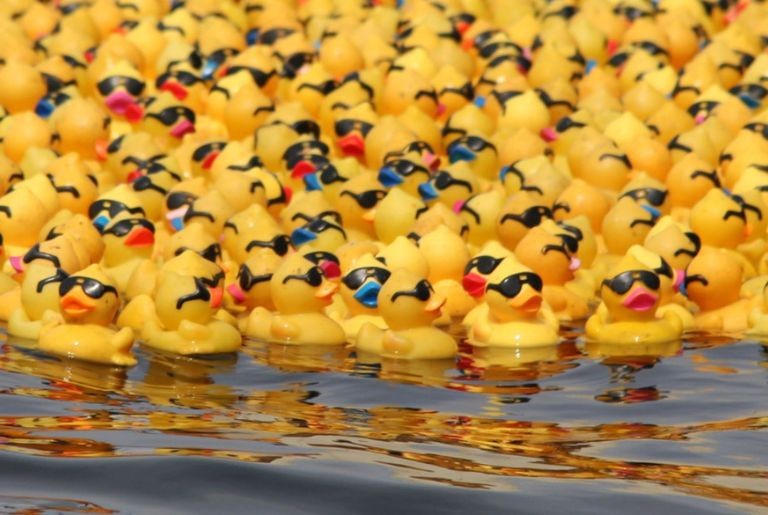 Lucky Ducky Race for Pace